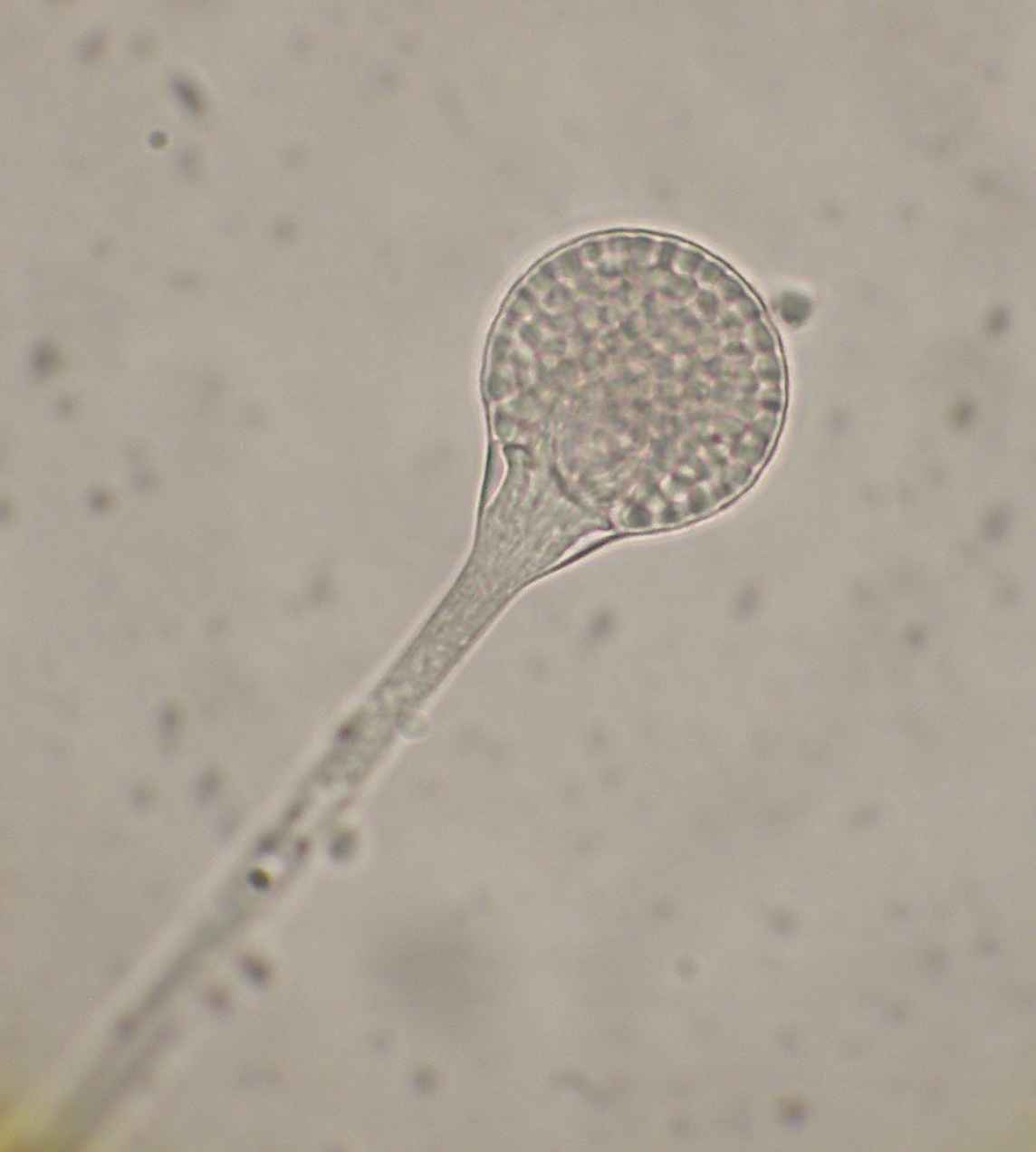ATLAS MICOLOGIA: ABSIDIA CORYMBIFERA / Lichtheimia corymbifera