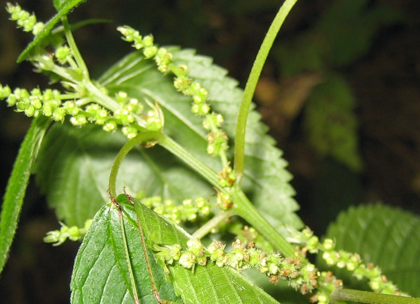 Discovering His Creation: False Nettle (Boehmeria cylindrica)