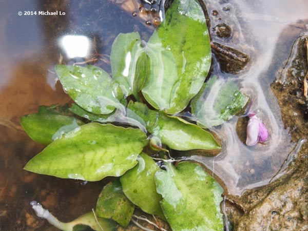 The rainforests of Borneo & Southeast Asia: Crypt. auriculata "green ...