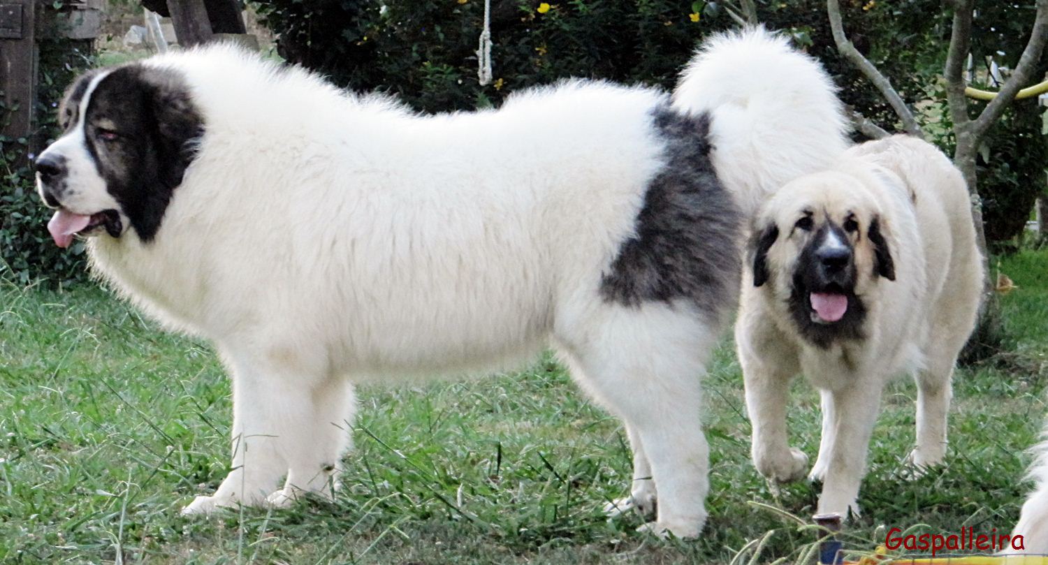 es sobre perros: Razas autóctonas: el Mastín del Pirineo