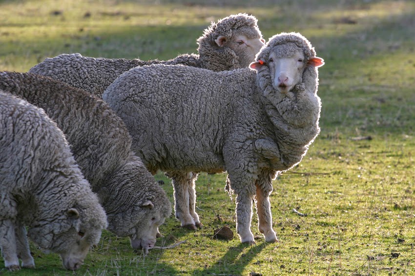 Caucaz Farms: 10 most popular breeds of wool, meat and dairy sheep