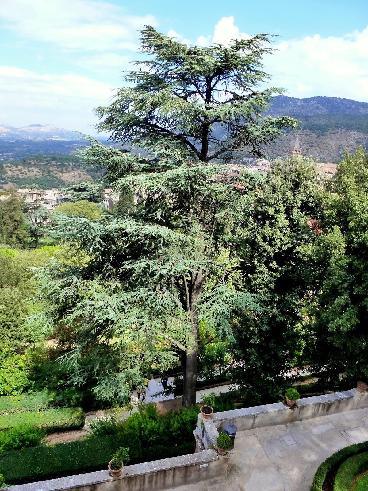 Árboles con alma: Cedro del Líbano. (Cedrus Líbani)