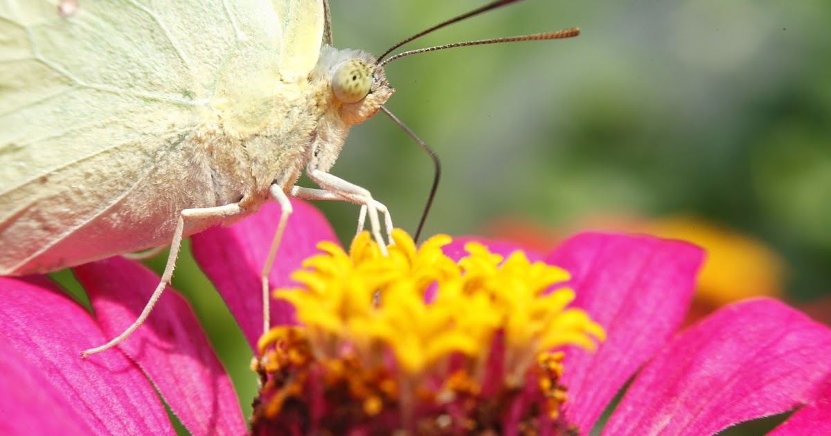 School Of Digital Photography: How to Make Aperture Work as Normal With ...