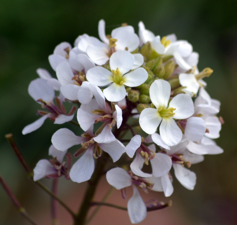 EN EL MONCAYO: Jaramago (Diplotaxis erucoides)