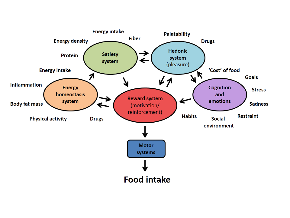 Whole Health Source: Why Do We Eat? A Neurobiological Perspective. Part VII
