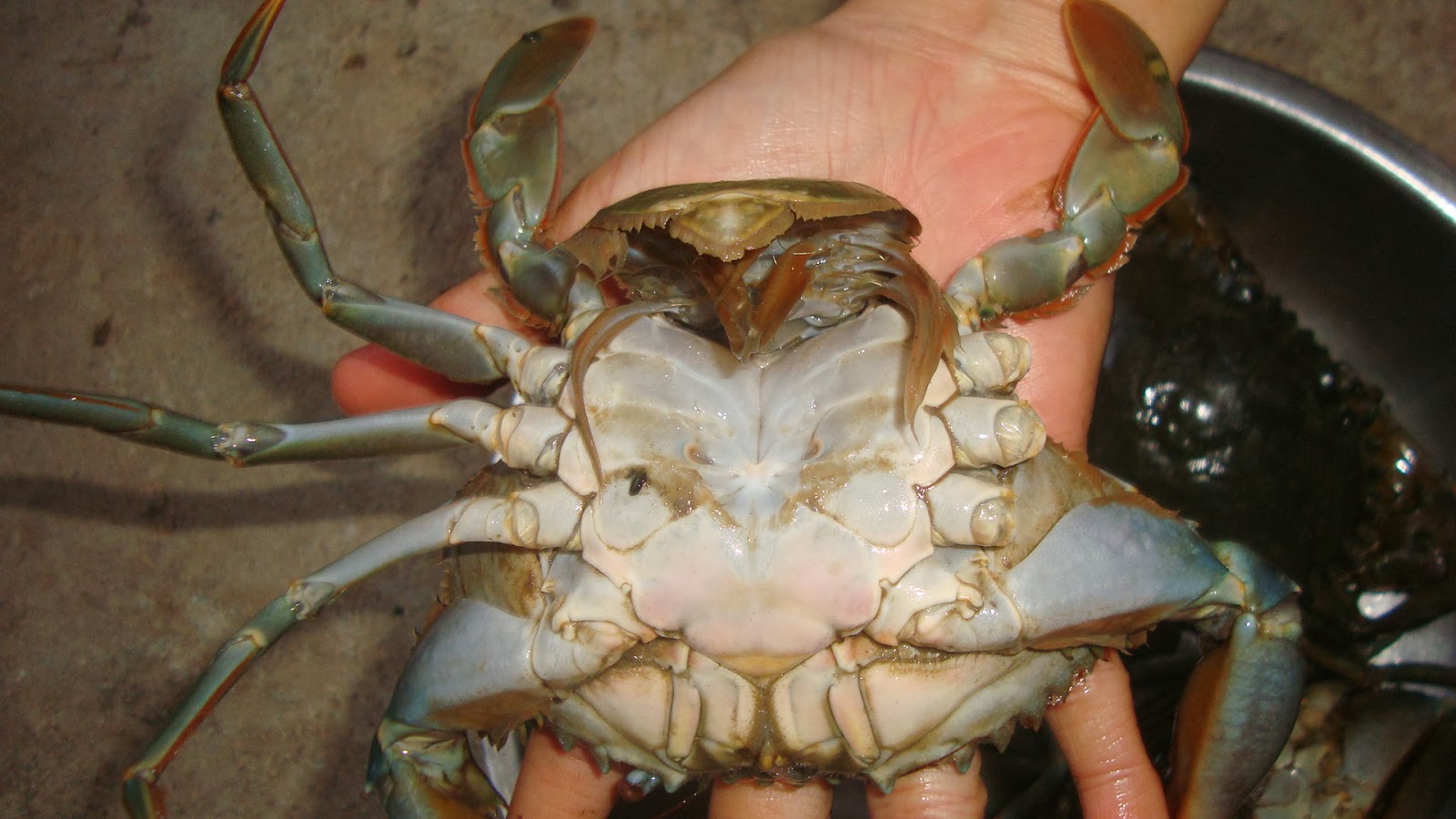 Living with Nature - School on Blog by Dr. Abercio V. Rotor: Delectable ...