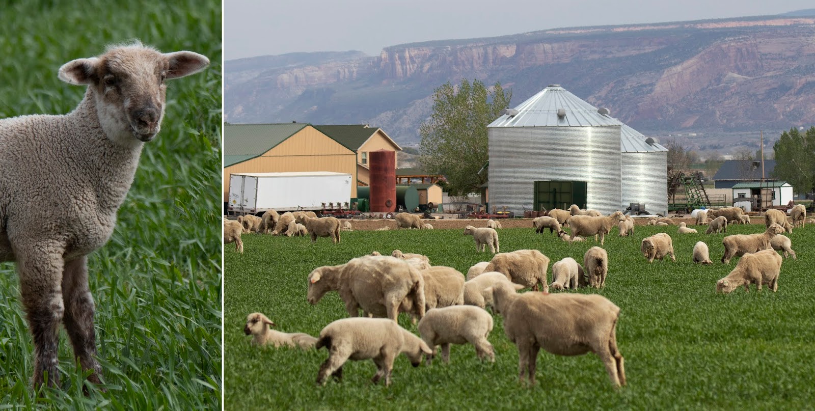 If I Were Going...: Colorado National Monument