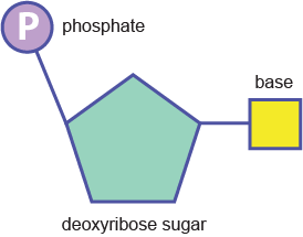 AS Biology OCR: Nucleotides
