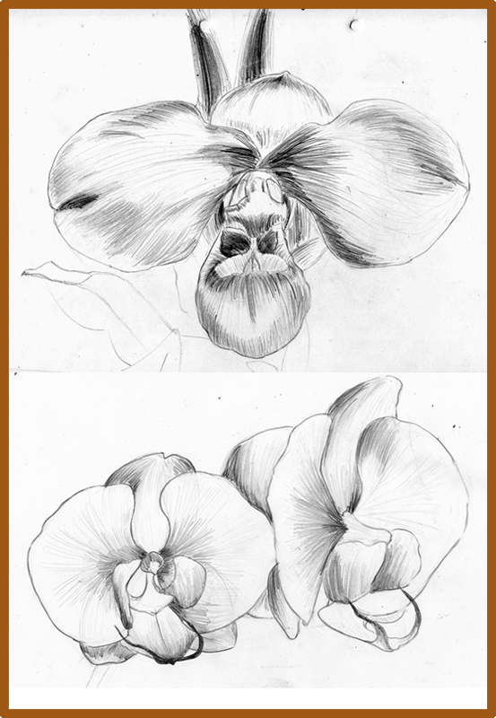 Weekly : Doodles and tuts: How to draw an Orchid flower - method 3