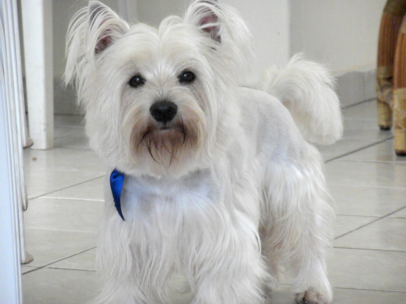 nananeves: West Highland White Terrier (Cachorrinho da IG)