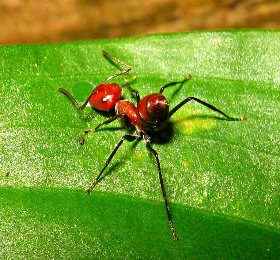 Exploring the Endangered Wonders