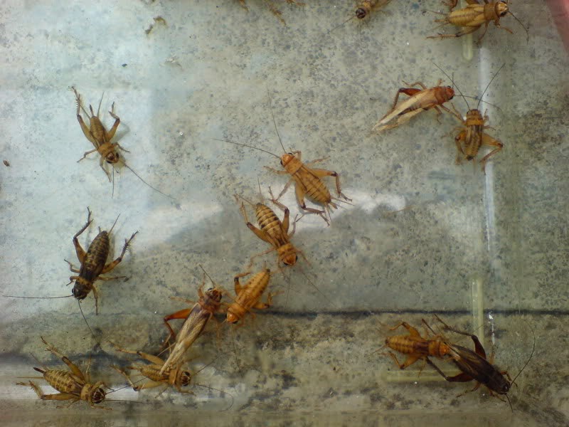 ANIS GUEST HOUSE: AROWANA