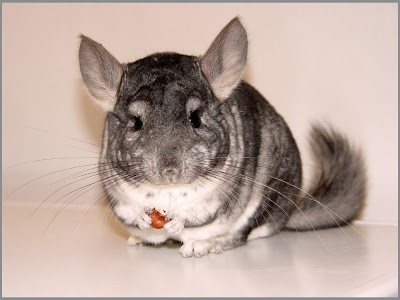 Chinchilla Animals | Interesting Facts & Latest Pictures | All Wildlife ...