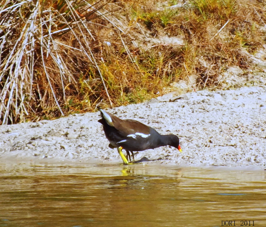 Pasea Menorca: Vida animal en Son Bou