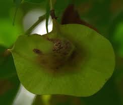 Ng Mei Lian: Survival of plants.