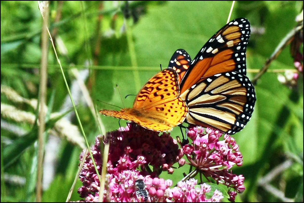 Elizabeth Kellogg Blog: July 2013 Elizabeth Kellogg Blog: July 2013