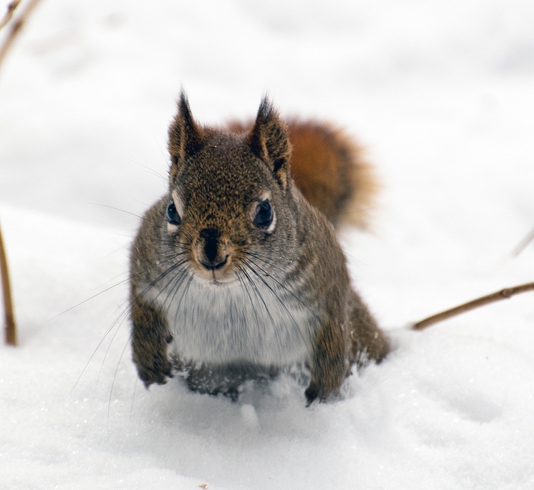 Me, Boomer and The Vermilon River: A Febuary Hike On The West Side Of ...