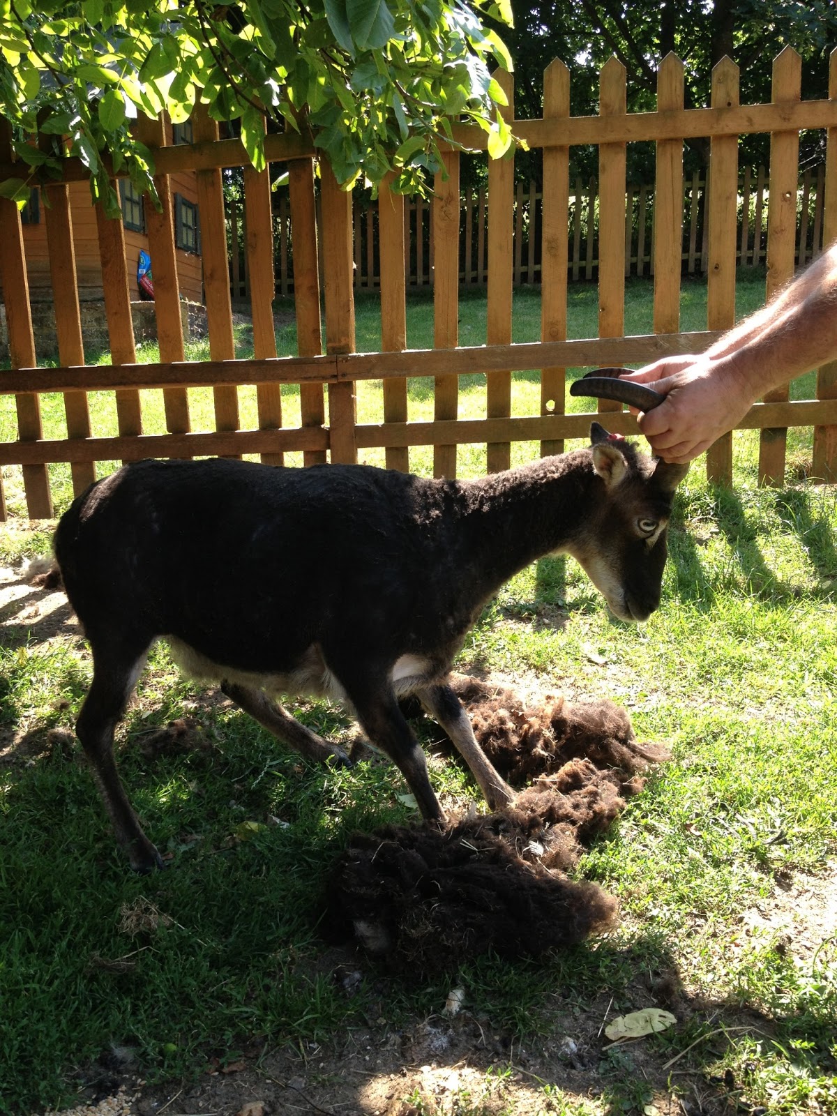 Crocheting at Timaru: Sheep Shearing in the Wop Wops