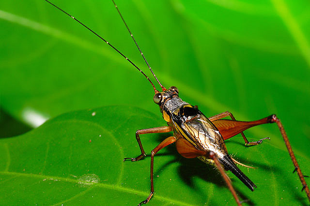 White Wolf : July 2011