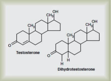 HORMON PADA TUBUH MANUSIA: HORMON TESTOSTERON