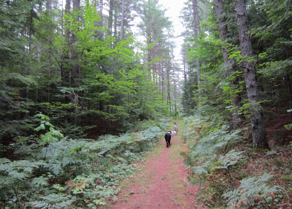 Windswept Adventure: Chapter 1 - Hike To Grasse Pond, Debar Mountain ...