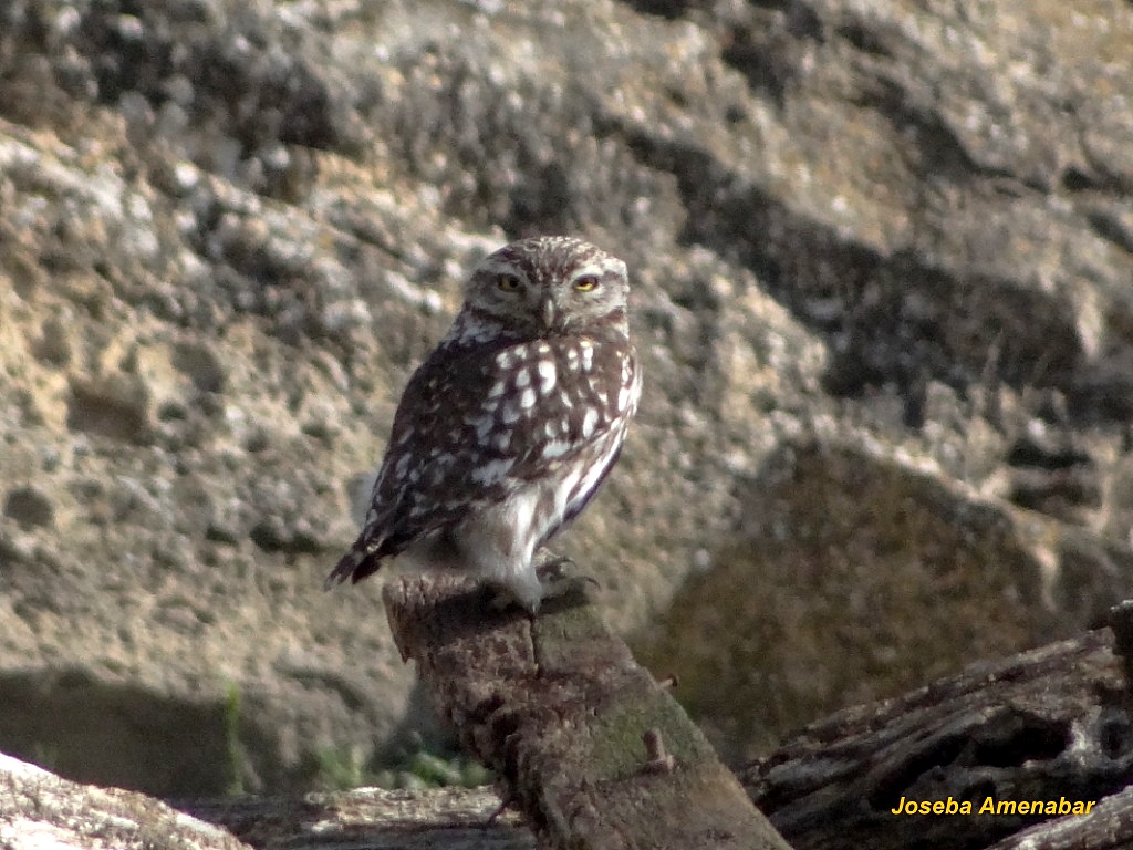 HEGAZTIKLIK: MOCHUELO EUROPEO (Athene noctua)