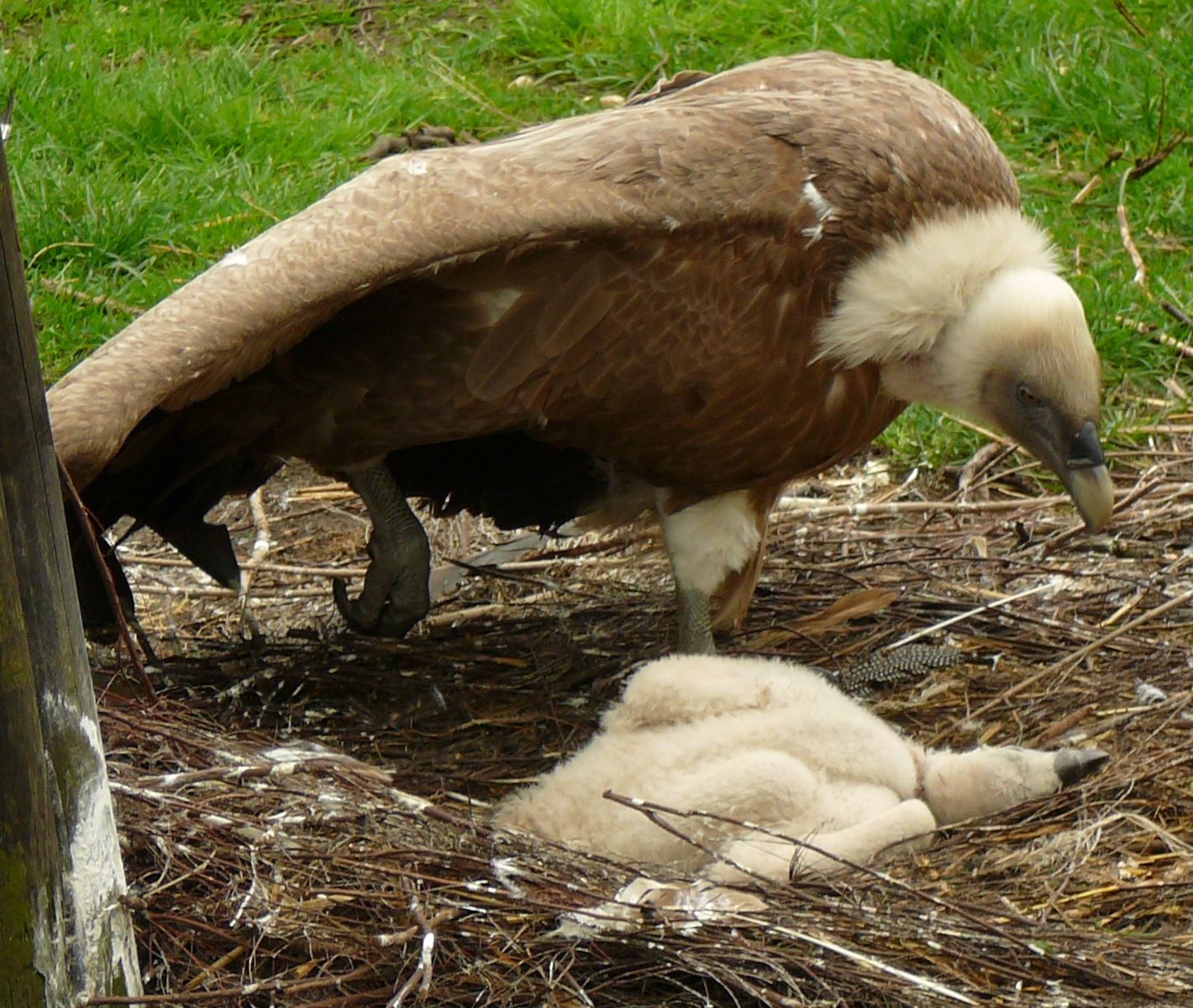 Fascinated by Vultures: 26 days old Eurasian Griffon Vulture chick