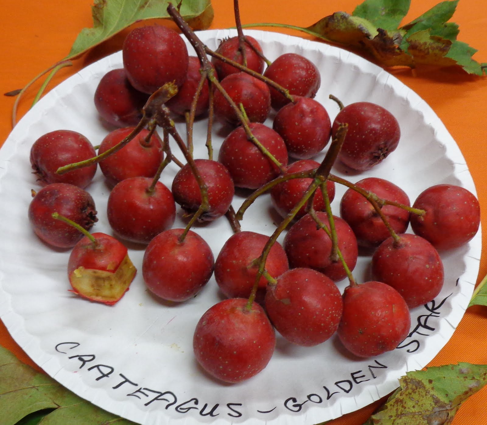 Daniel's Pacific NW Garden: Home Orchard Society