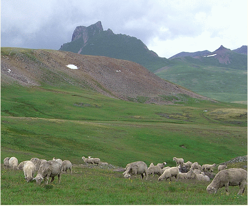 Heroes, Heroines, and History: Colorado Sheep Camps