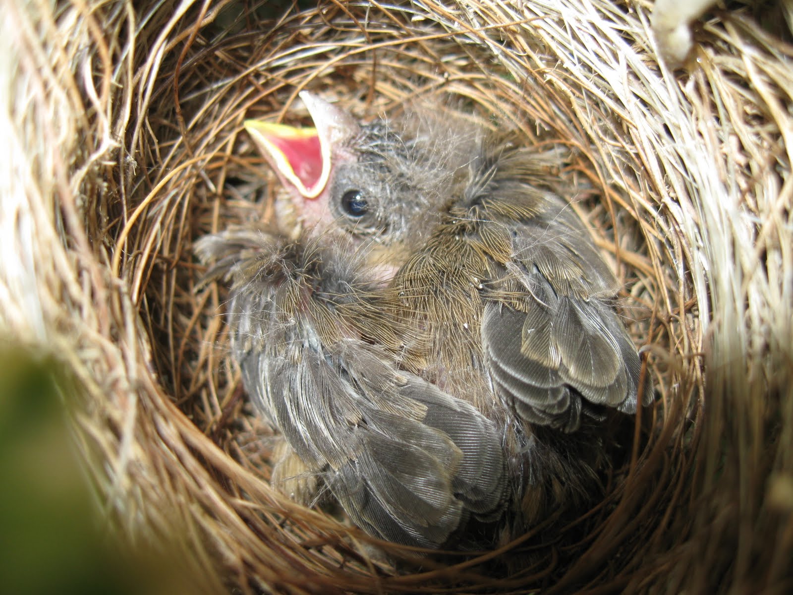 Fauna de Colombia - Wildlife Colombia: Pichon