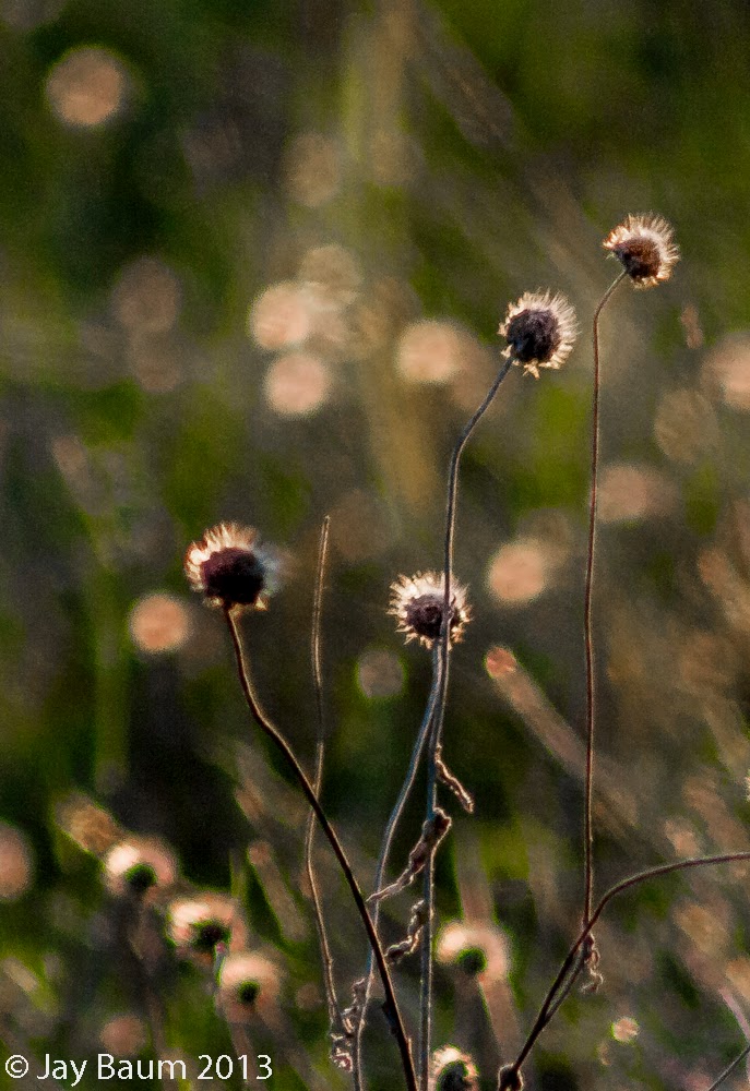 366 Project. Jay Baum. Photography.