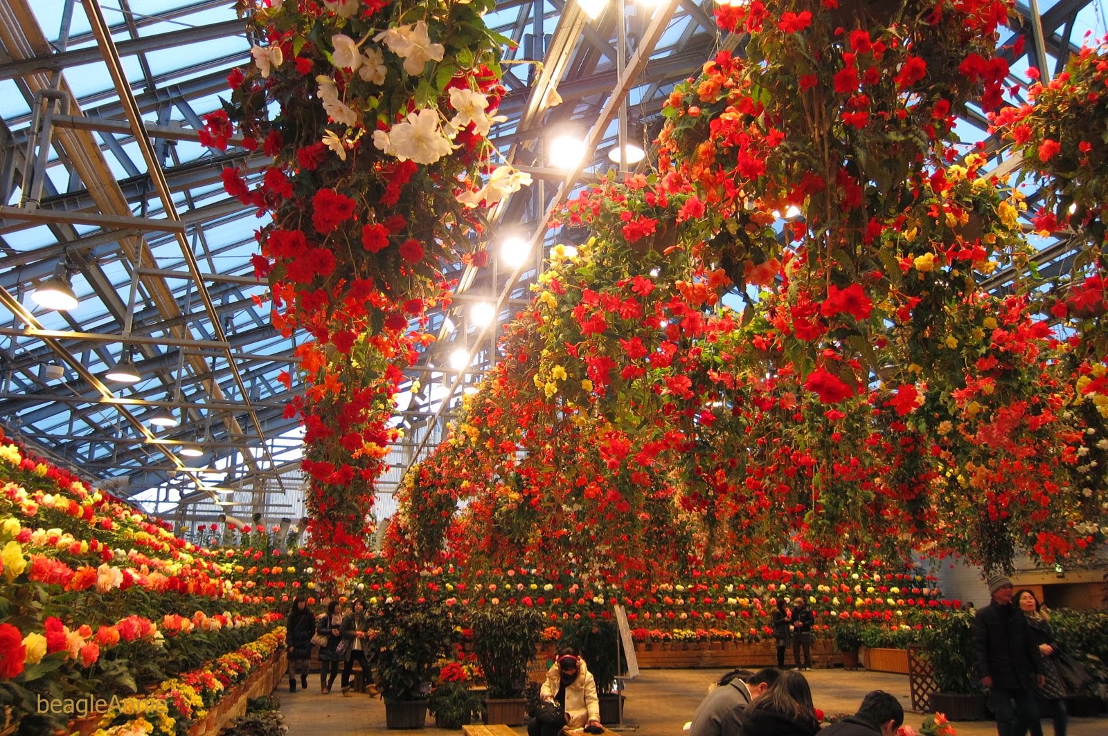 Round of the Seasons in Japan: Begonia Garden