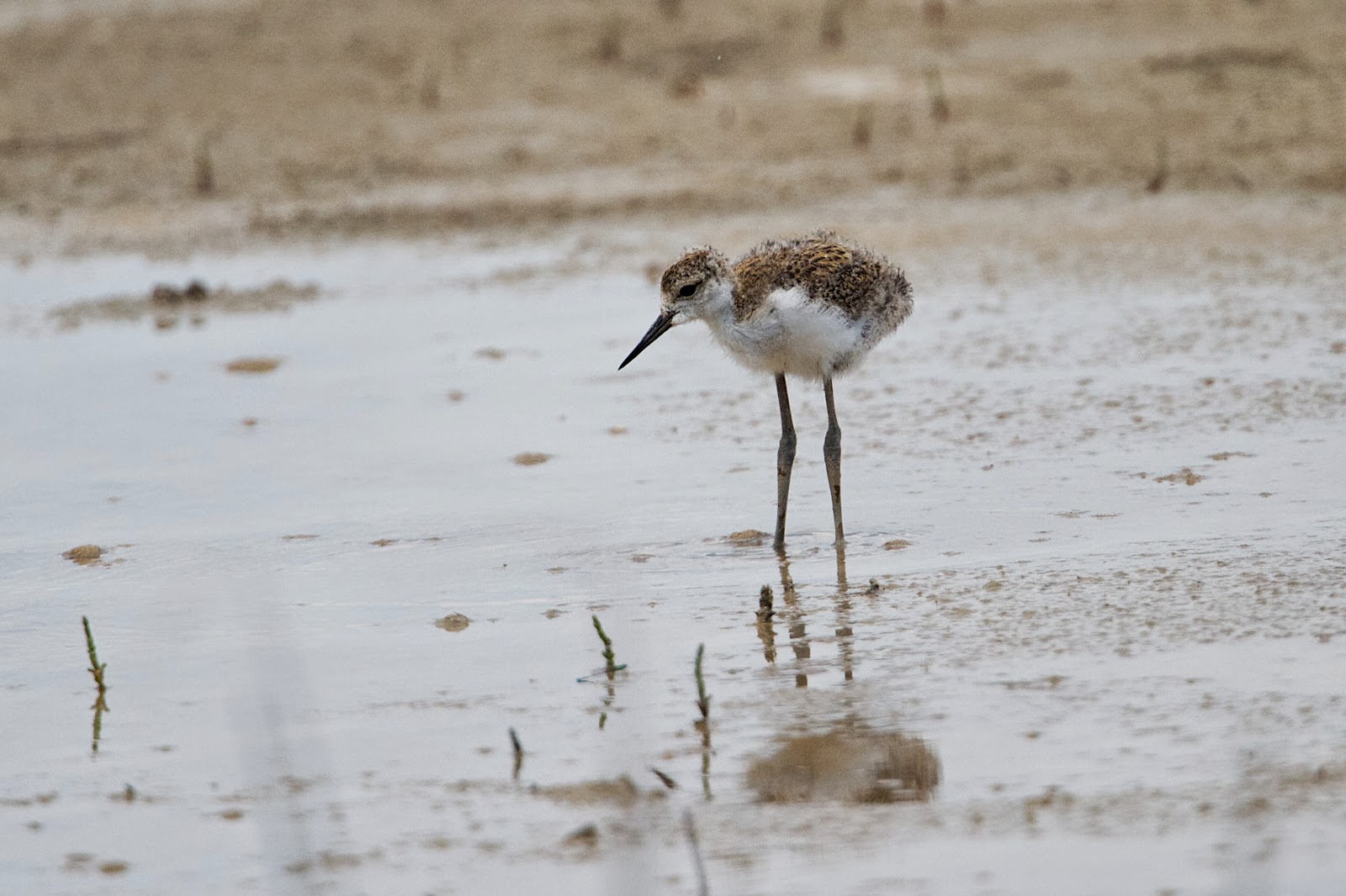 Charlie Sargent's bird ringing: Majorca birds