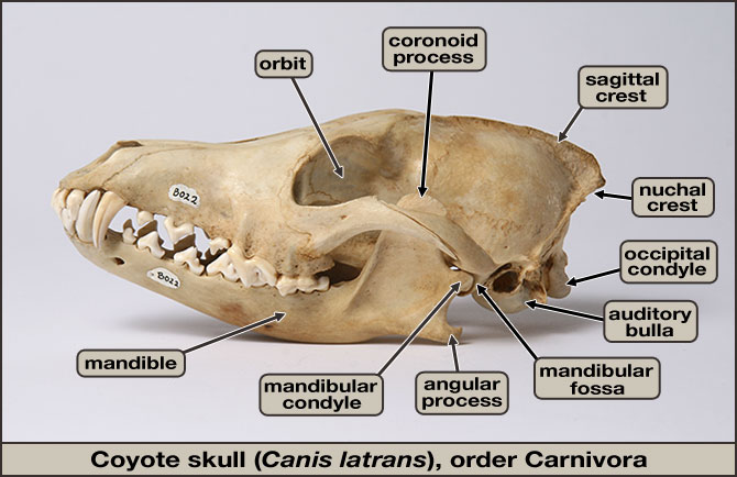 Rosa Rubicondior: October 2011