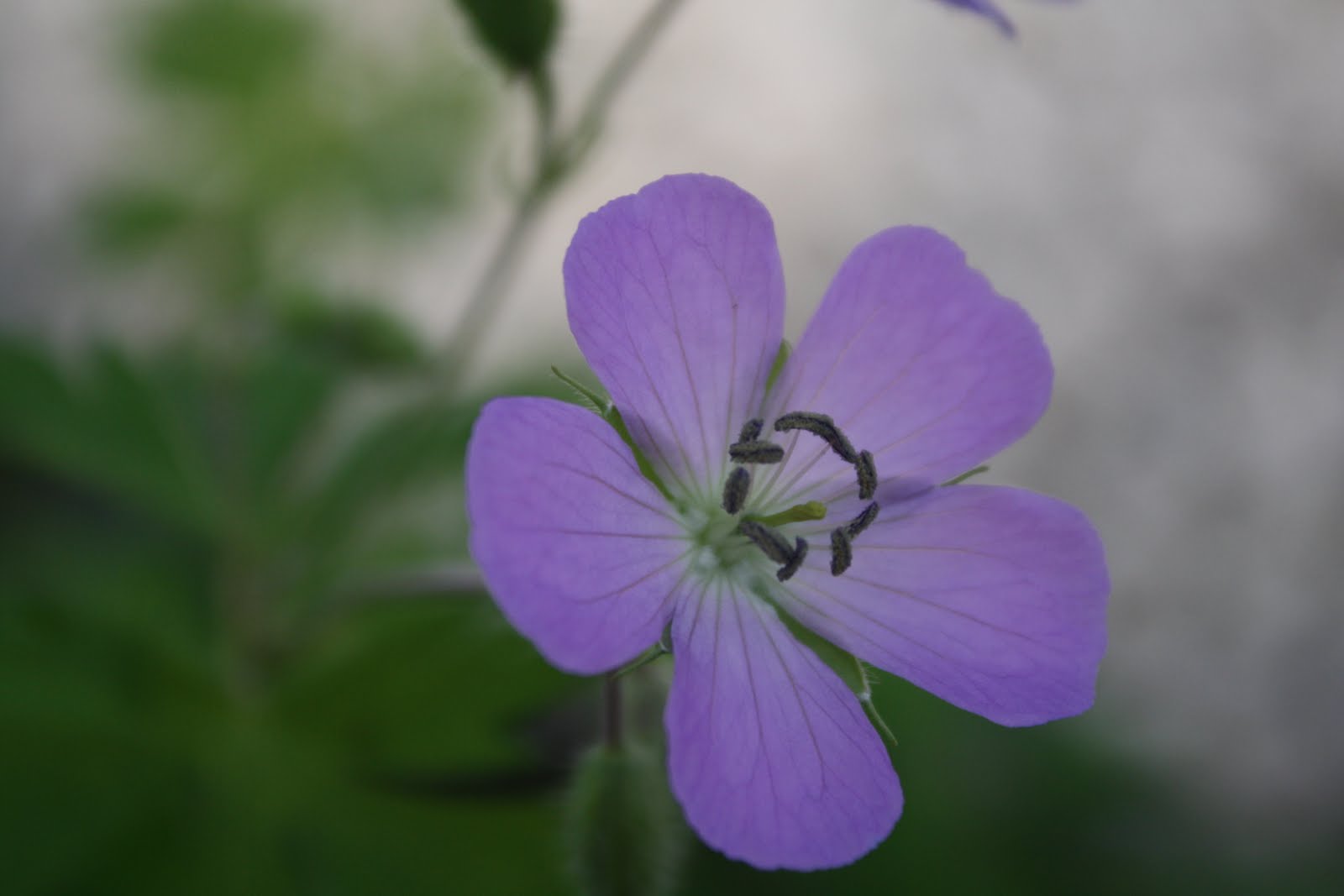 MIDWEST GROUNDCOVERS Display Gardens & Plant Trials: Midwest Natural ...