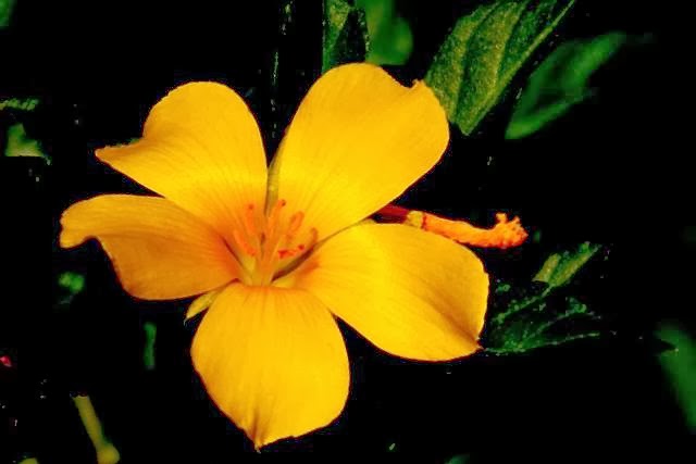 Bahamas National Flower