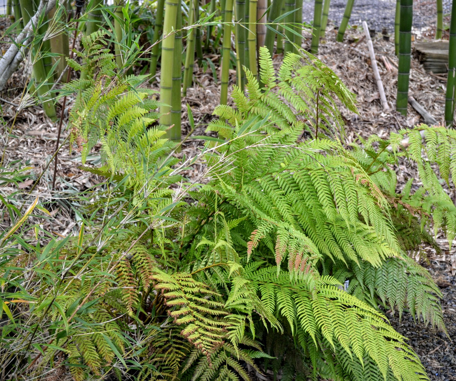 The Outlaw Gardener: Saturday at Jungle Fever