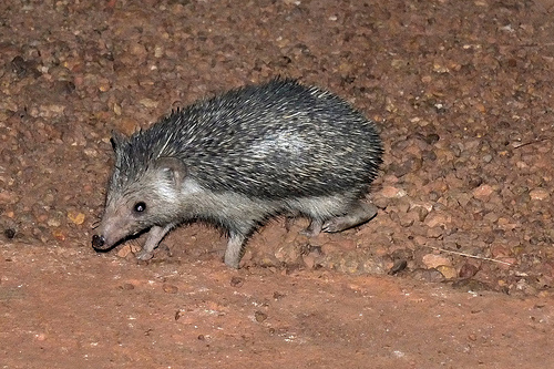 Animals of the world: Four-toed hedgehog