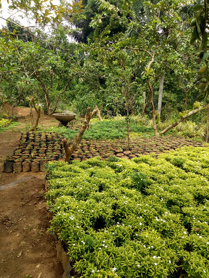 TANAMAN SABRINA ~ SINOX NURSERY