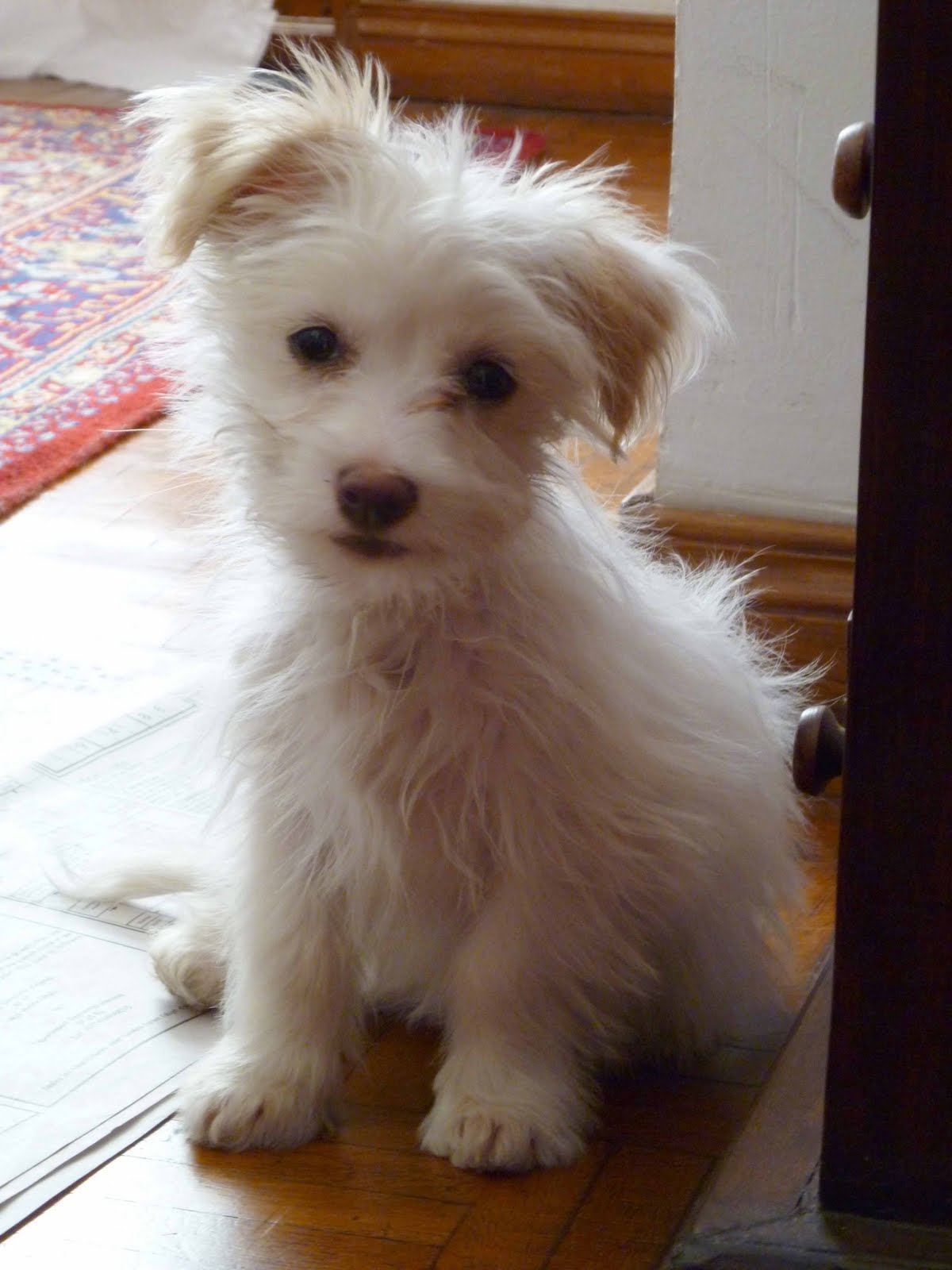 Carnet de loooong séjour: Giga et Desie, nos chiennes malgaches