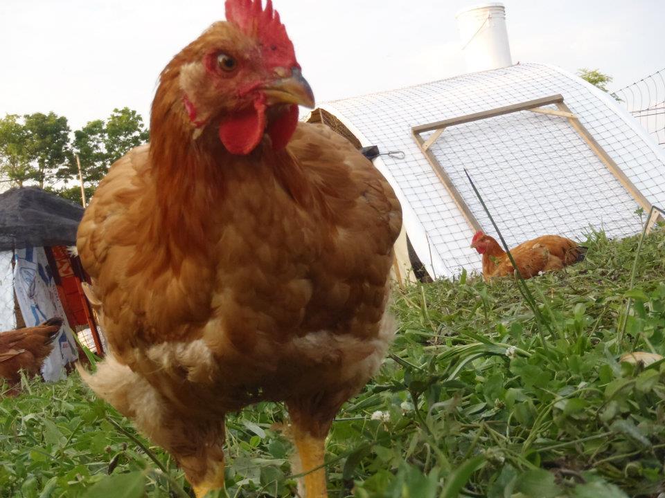 Freedom Ranger Chickens