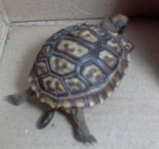 La vida de mi tortuga Solcito ♥: ¿Cómo defecan las tortugas? (vídeo)