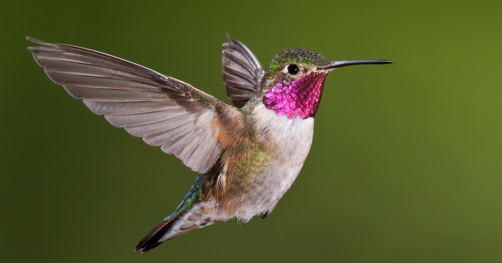 Granny Marigold: Hummingbirds