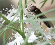 My Broken Garden: Insects Help Coriander Pollination