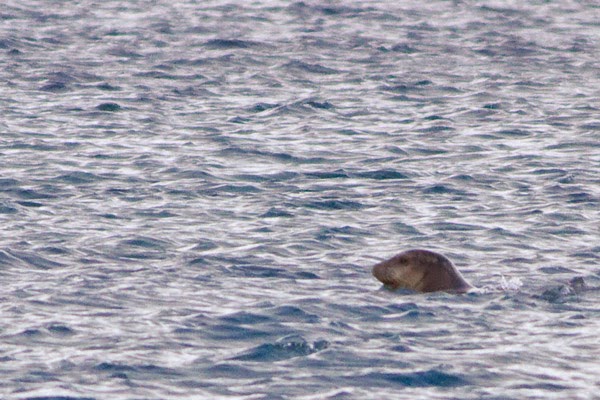 Ελληνικη φυση: Monachus monachus μεσογειακή φώκια