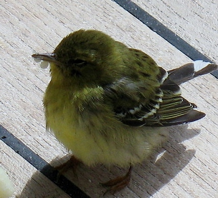 EL FANTASMA: Pajarito, pajarito, cántame una canción