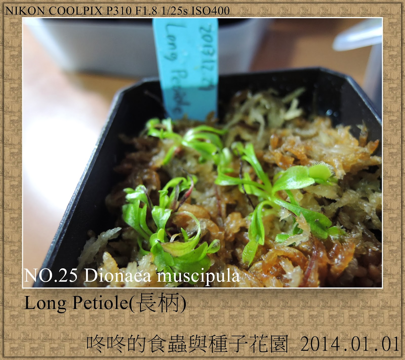 咚咚的食蟲與種子花園: Dionaea muscipula 'Long Petiole' (長柄捕蠅草)