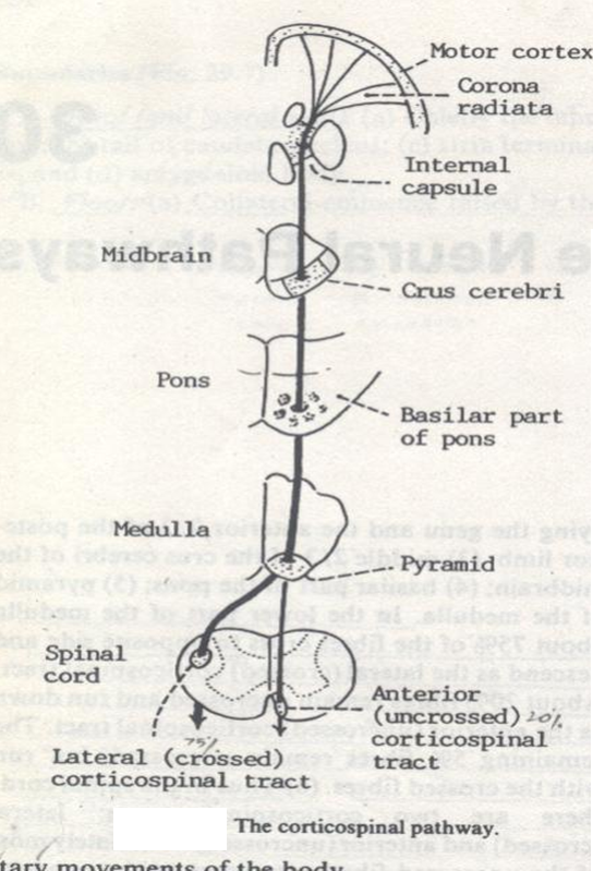 MBBS Medicine (Humanity First): Anatomy of Spinal Cord