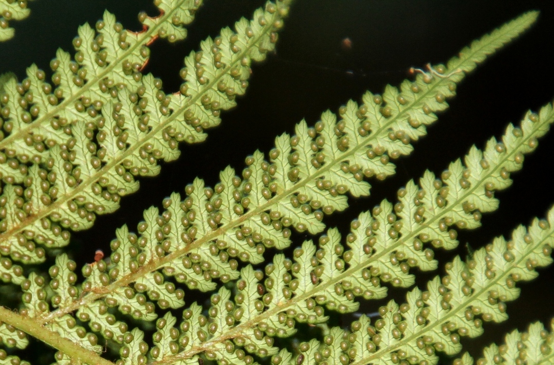 Nuts About Nature: Antarctica in Riddells Creek