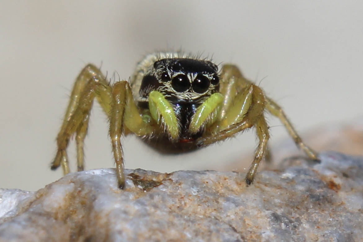 Biodiversity of Cyprus by NGO Protection of the Natural Heritage and ...